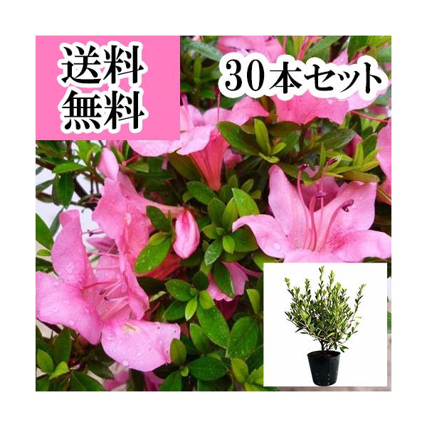 サツキツツジ（さつき） 樹高0.3m前後 15cmポット （30本セット）（送料無料）  苗 植木 苗木 庭  さつきつつじ 5号ポット 五月 皐月