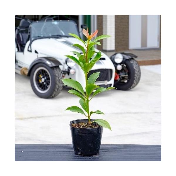 シキミ 樹高0.3m前後 10.5cmポット （50本セット）（送料無料）  シキミの苗 植木 苗木 庭  しきみ シキビ しきび 樒 櫁