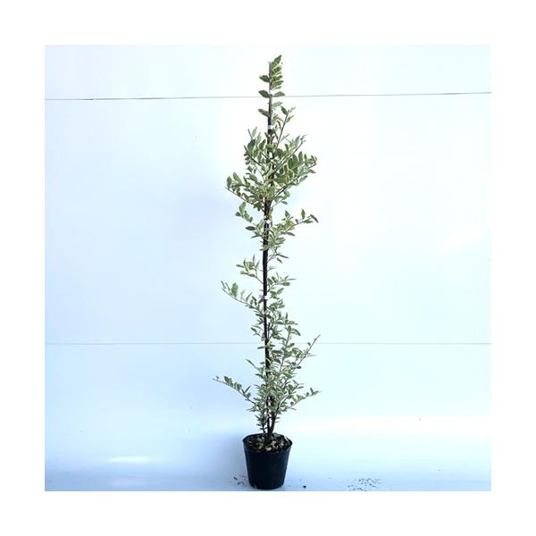 シルバープリペット 樹高1.0m前後 15cmポット （5本セット）（送料無料）  苗 植木 苗木 庭  しるばーぷりぺっと プリペット