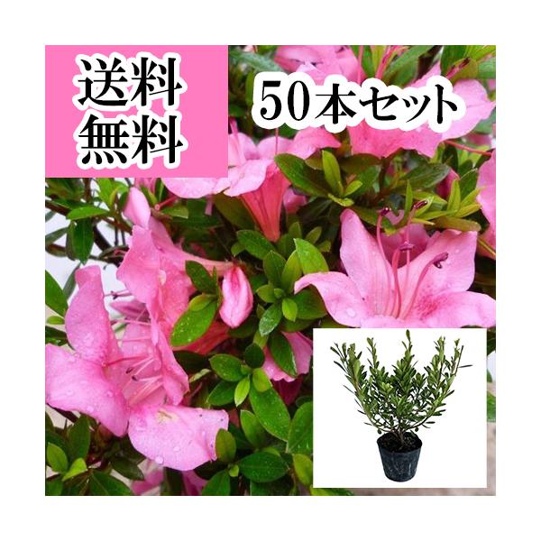 サツキツツジ（さつき） 樹高0.25m前後 10.5cmポット （50本セット）（送料無料）  苗 植木 苗木 庭  さつきつつじ 五月 皐月