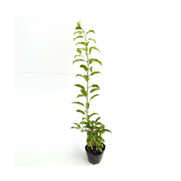 ソヨゴ 樹高0.5m前後 10.5cmポット （50本セット）（送料無料） 実生苗 苗 植木 苗木 庭  そよご 冬青
