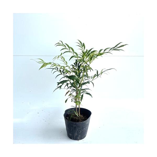 マホニア コンフューサ 樹高0.25m前後 15cmポット （10本セット）（送料無料）  苗 植木 苗木 庭  まほにあ 細葉ヒイラギナンテン 細葉柊南天