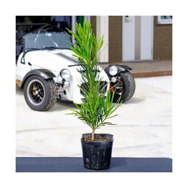 ラカンマキ 樹高0.3m前後 10.5cmポット （50本セット）（送料無料）  苗 植木 苗木 庭  らかんまき 羅漢槙