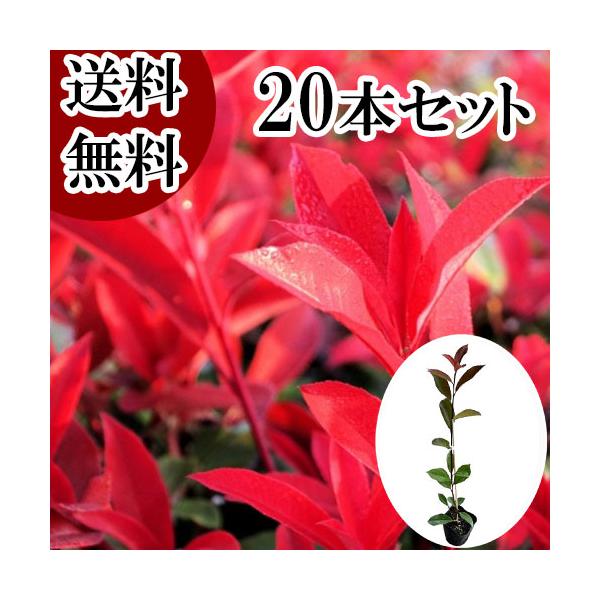 レッドロビン 樹高0.8m前後 10.5cmポット （20本セット）（送料無料）  苗 植木 苗木 庭  れっどろびん