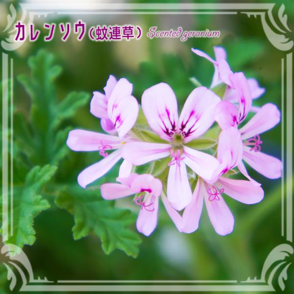 【発売日：2026年05月28日】ハーブの香りでやさしく虫よけ♪殺虫剤が苦手な方にオススメです。「ハーブゼラニウム」3号(10cm鉢)または３.5号鉢(10.5cm鉢)＊写真は３号鉢（9cm鉢）です。弊社で一回り大きい鉢に植え替えたものも含...