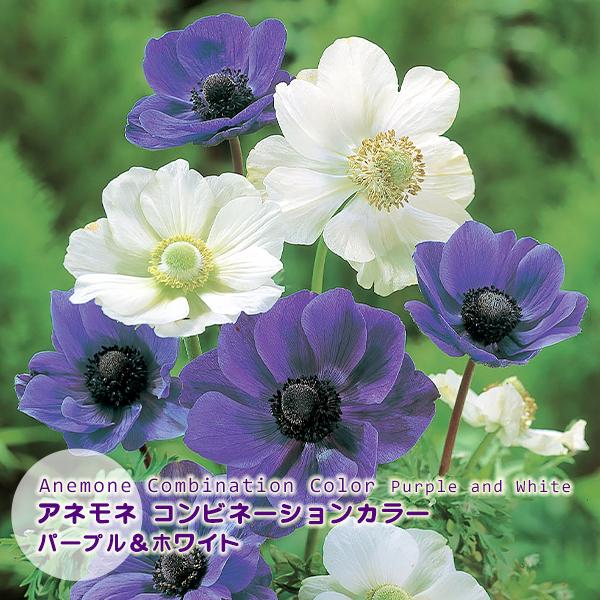 【発売日：2026年09月07日】色鮮やかな大きな花が魅力のアネモネ。風に吹かれるアネモネの姿は、春の訪れを感じさせます。古い時代から人々に愛されていた花であり、各国の神話や伝説などにもその名前が登場してきました。育てやすく、花期が長く人気...