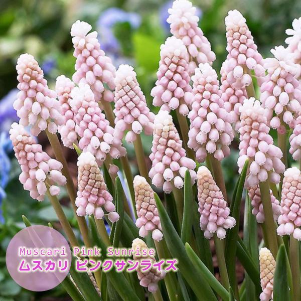 【発売日：2026年09月15日】ブルー系が多いムスカリの中で、ひときわ可愛らしいピンクの花色が人気です。ムスカリ 球根ピンクサンライズ淡桃色3球絵袋入りグレープヒアシンスGPN秋植え球根第四種郵便対応
