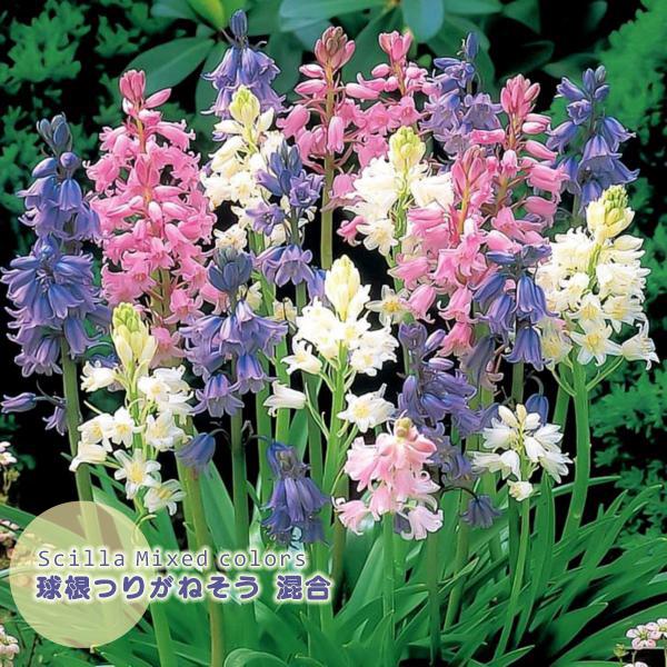 【発売日：2026年09月10日】小さな花をつりがね状にたくさんつけます。日なた〜明るい日かげでもよく育つ強健種。お庭のフォーカルポイントになります。【ご注意】＊お届けの内容は見計らいで、写真の色バランスで咲かない場合もあります。●5球入り...