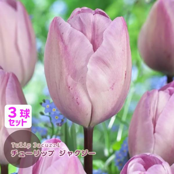 【発売日：2026年09月15日】シックなライラックから、咲き進むにつれシルバーホワイトへ変化します。ダークパープルの茎色とのコントラストがとてもシック。開花が楽しみな品種です。チューリップ 球根ジャグジーグレード１球根3球セット一重 トラ...
