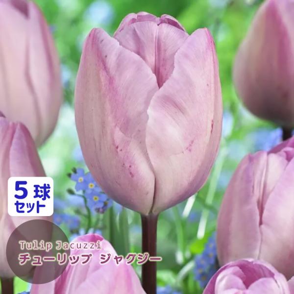 【発売日：2026年09月15日】シックなライラックから、咲き進むにつれシルバーホワイトへ変化します。ダークパープルの茎色とのコントラストがとてもシック。開花が楽しみな品種です。チューリップ 球根ジャグジーグレード１球根3球セット一重 トラ...