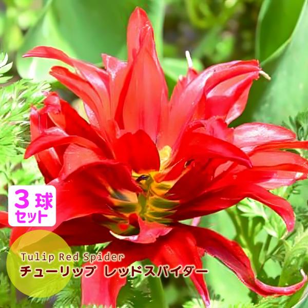 【発売日：2026年09月15日】ビビッドな赤のスパイダー咲き。個性的な花姿と、花弁にグリーンがかる場合があるのでまるで原種のような個性的な印象です。
