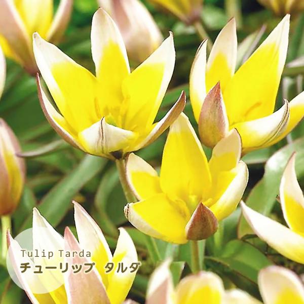 【発売日：2026年09月07日】明るいイエローに、特徴的な白覆輪がはいる原種系チューリップ、タルダ。ロックガーデンや寄せ植えのアクセントにぴったりです。背丈が低いので水耕栽培にもオススメ！