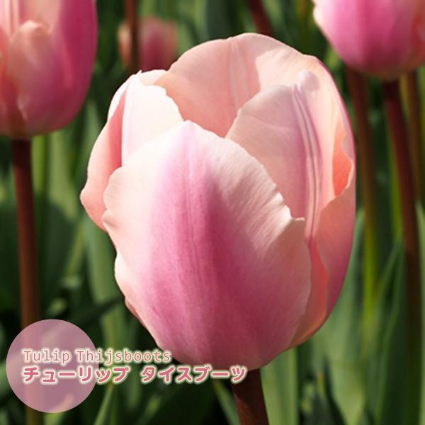 クリームがかった優しいピンクの花色が春らしさを運んできてくれますチューリップ 球根タイスブーツベージュピンク3球絵袋入り一重咲き2色咲きTレアGPN秋植え球根第四種郵便可