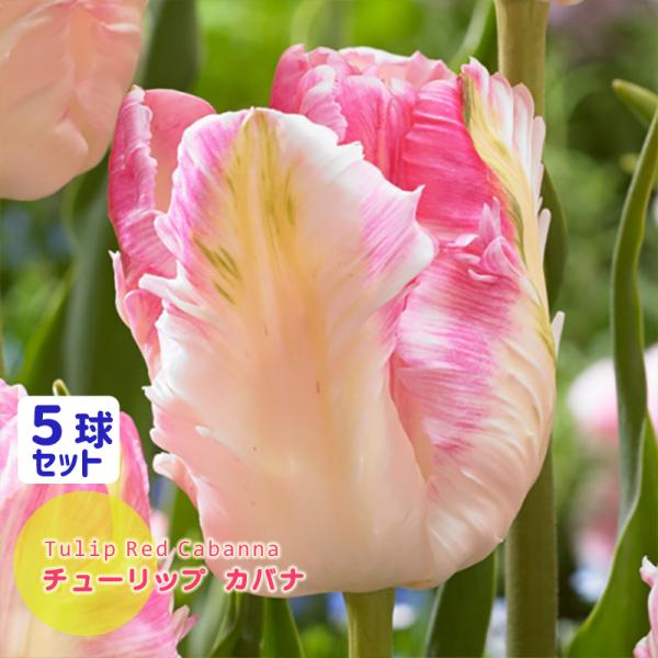 【発売日：2026年09月15日】第四種郵便対応八重パーロット咲きチューリップ球根 カバナ (白×桃)球根5球セットフリンジ
