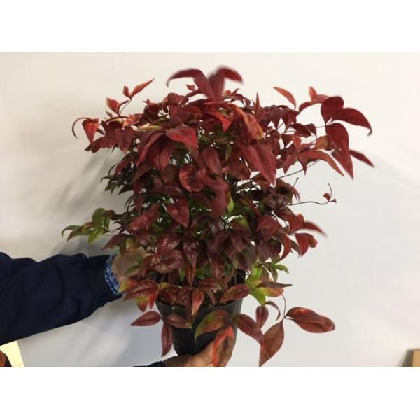 オタフクナンテン（お多福南天）科名・属名　メギ科ナンテン属　耐寒性：普通　耐暑性：普通オタフクナンテンは、江戸時代に品種改良により生まれた常緑樹。草丈は、低くく大きくなってもだいたい50センチくらいです。狭いスペースでも楽しめるため、ナンテ...