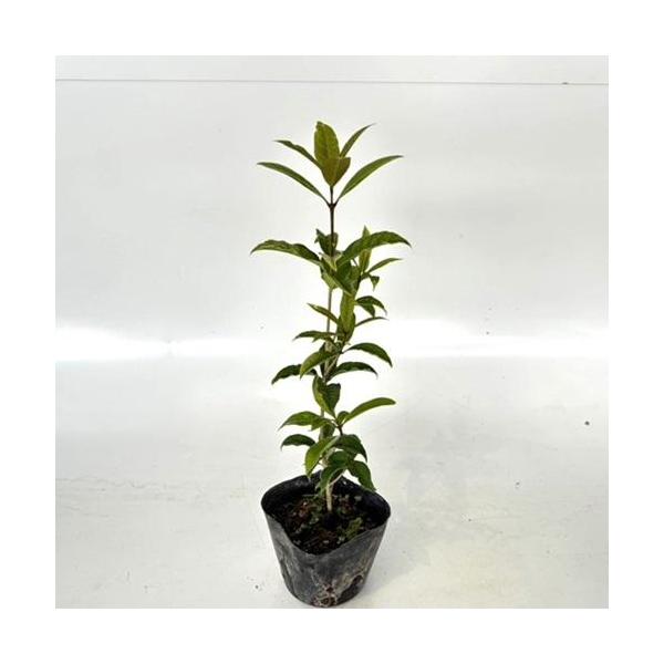 キンモクセイ・ギンモクセイ(金木犀・銀木犀)科名・属名：モクセイ科モクセイ属　分類：常緑高木　花期：9月〜10月キンモクセイの特徴花色：オレンジ色金木犀は、秋に香りの良いオレンジ色の小花を枝いっぱいに咲かせる常緑高木で、とても印象的で強い芳...