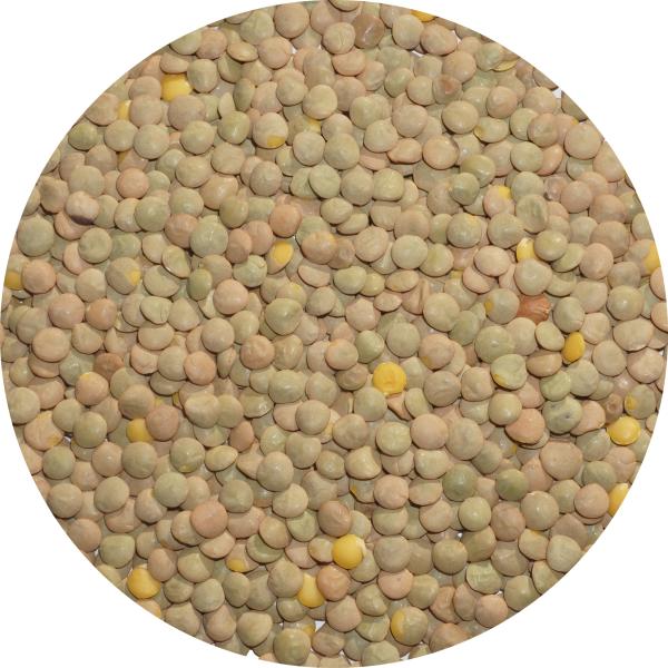 原産国：アメリカ・カナダ<br>原材料：ブラウンレンテル(マッスルホール・皮付きレンズ豆)<br>形態：袋入り<br>賞味期限：360日<br>保存方法：直射日光・高温多湿を避け、冷暗所にて密...