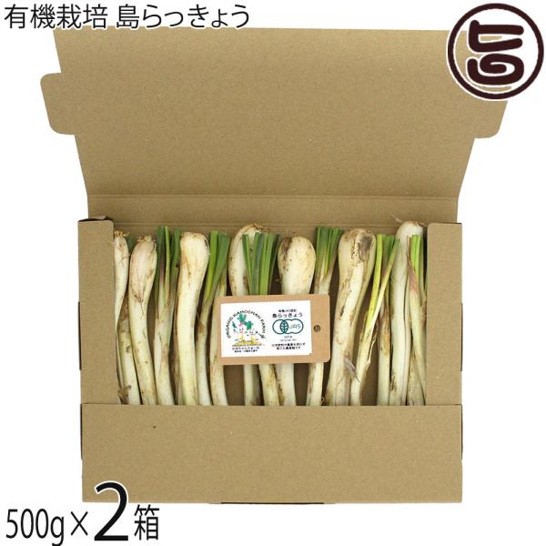 【名称】島らっきょう生【内容量】500g×2箱【賞味期限】到着日より 常温で7〜10日 要冷蔵で30日【保存方法】要冷蔵（10℃以下）で保存 ※常温で発送しますので、到着したら絶対に洗わずに新聞紙で包んで、冷蔵庫の野菜室にて保存。【栄養成分...