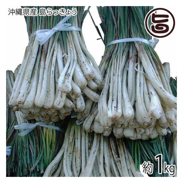 【名称】野菜【内容量】約1kg【賞味期限】常温のまま保存されると10日。冷蔵保存すると約1ヶ月。※収穫期以外にご購入の際は、冷蔵庫にて保存ください【原材料】沖縄県産島らっきょう【保存方法】新聞紙にくるんで、冷蔵庫の野菜室で。常温保存すると葉...