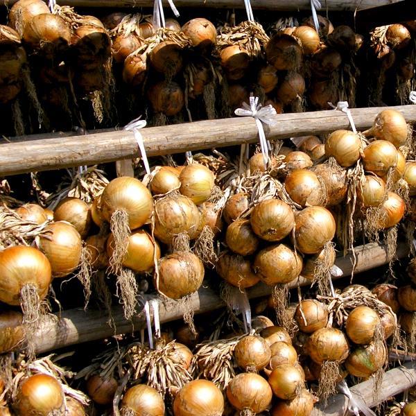 4月〜6月上旬限定 新玉ねぎ！独特の甘さと柔らかい食感の淡路島産玉ねぎ。淡路島産のたまねぎは、他の産地のものと比べて柔らかくて甘くさらに辛み成分が少ないとされ一般的に美味しいとの評価を頂いています。※この季節の玉ねぎは常温で10日ほど持ちま...