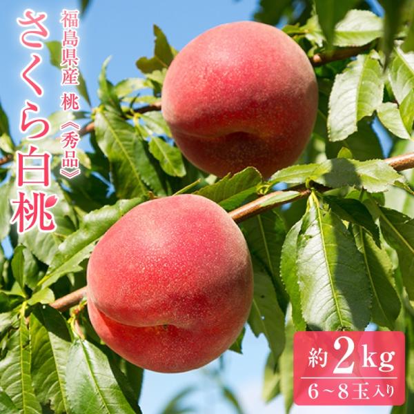 ■商品内容：福島県産 さくら白桃 秀品　約２kg（約６〜８玉）※玉数の指定はできません。■賞味期限：生鮮果実のため、お早めにお召し上がりください。■保存方法、お召し上がり方：常温で保存。桃が到着した時、柔らかくなりすぎないように収穫時は若干...