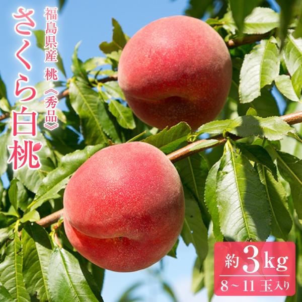 ■商品内容：福島県産 さくら白桃 秀品　約３kg（約８〜１１玉）※玉数の指定はできません。■賞味期限：生鮮果実のため、お早めにお召し上がりください。■保存方法、お召し上がり方：常温で保存。桃が到着した時、柔らかくなりすぎないように収穫時は若...