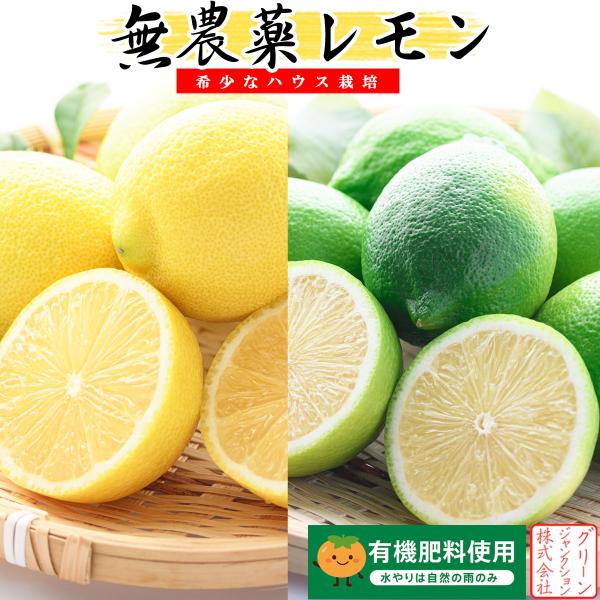 和歌山より、完全な無農薬栽培＆ハウス栽培の国産グリーンレモンをお届けします。しかもノーワックス、防腐剤、化学肥料、防カビ剤不使用なので安心して皮まで食べられる国産無農薬レモンです。ハウス栽培ならではの実の柔らかさと、非常に風味豊かでフレッシ...