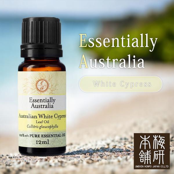 オーストラリア産のエッセンシャルオイル『ホワイトサイプレス』です。ホワイトサイプレスは、アロマセラピーの世界では 比較的新しく、感情を高揚させリフレッシュするために使用されます。強くフレッシュなレモンのようなパインの香りが特徴で、男性にも女...