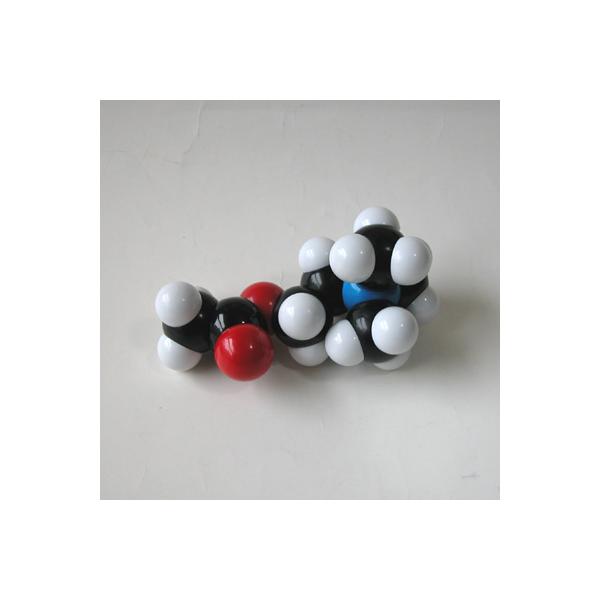 一億倍分子模型。アセチルコリン分子（CH3COOCH2CH2N+(CH3)3）