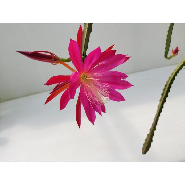 クジャクサボテン　月下美人　苗クジャクサボテン　′柳緑桃紅′Epiphyllum hybrid '柳緑桃紅'当ショップのオリジナル品種です。二陵〜四稜の枝を出し、基本的には立ち性となります。枝がとても面白い形になる時があります。開花時期は４...