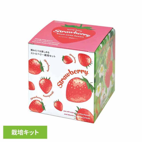 （検索用：栽培キット 栽培セット イチゴ 聖新陶芸 くだもの 四季なりいちご SEISHIN インテリア かわいい 4528757040903）●翌日優良配送対象商品につきまして●下記の場合は対象外となります。・13時以降(休業日は12時以...