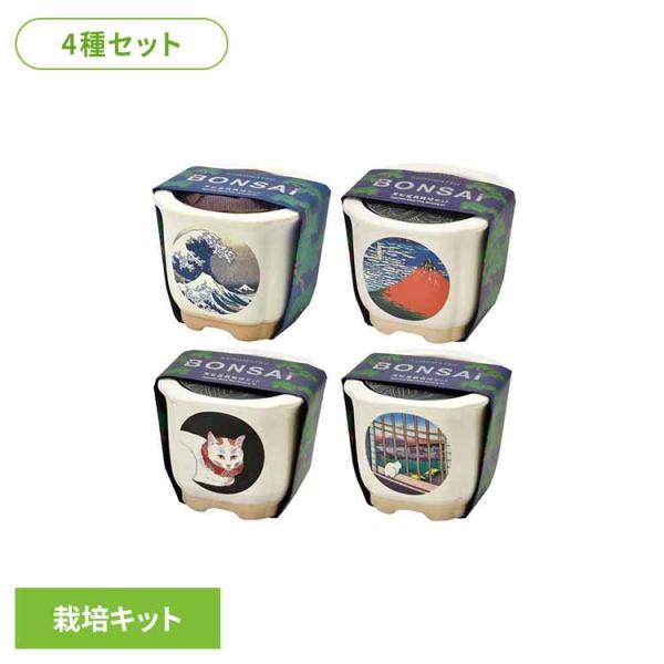 （検索用：栽培キット 栽培セット 盆栽 聖新陶芸 まつ 富士山 ねこ 和陶鉢 お土産 SEISHIN ）●翌日優良配送対象商品につきまして●下記の場合は対象外となります。・13時以降(休業日は12時以降)のご注文の場合・お届け先が対象地域外...