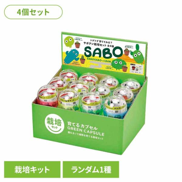 （検索用：栽培キット 栽培セット サボテン 聖新陶芸 SEISHIN ガチャ さぼてん ギフト トゲトゲ 4528757039013）●翌日優良配送対象商品につきまして●下記の場合は対象外となります。・13時以降(休業日は12時以降)のご注...