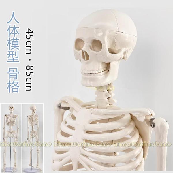 セット内容:人体模型 （※他は商品に含まれません） カラー：画像とおり サイズ：45cm/85cm 素材：PVC★送料：送料無料 注意事項： ●PC、環境、光の具合等により、色のイメージが画像と若干異なる場合が御座います。 ●原則として返品...