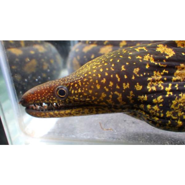 商品名：コケウツボ学名：Enchelycore lichenosa英名：Reticulate hookjaw moray分類：ウナギ目ウツボ亜目ウツボ科（Muraenidae)お届けする生体の大きさは30cm〜40cmです。レアサイズ！！