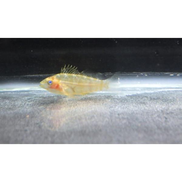 商品名：オキゴンベ学名：Cirrhitichthys aureus英名：Yellow hawkfish分類：スズキ目スズキ亜目ゴンベ科（Cirrhitidae）お届けする生体の大きさは3cm〜5cmです。レアサイズ！！