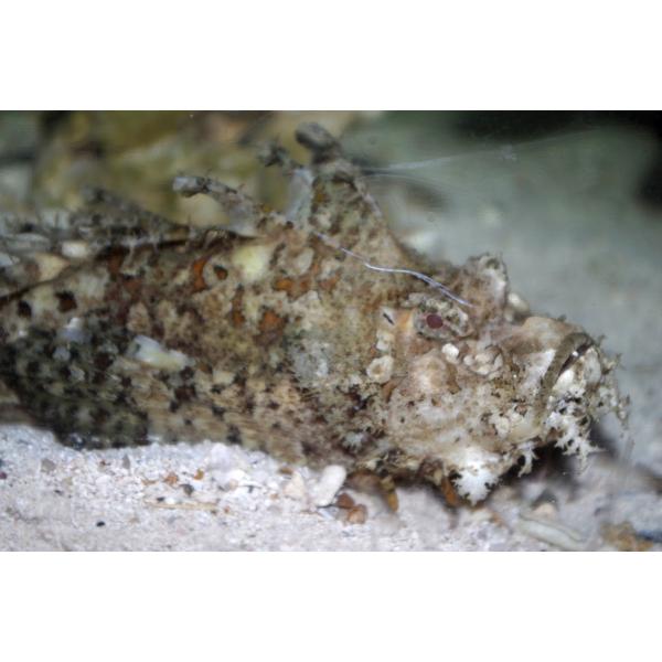 商品名：オニオコゼ学名：Inimicus japonicus英名：Devil stinger、Demon stinger、Goblinfish分類：カサゴ目カサゴ亜目オニオコゼ科（Synanceiidae)お届けする生体の大きさは20cm〜...