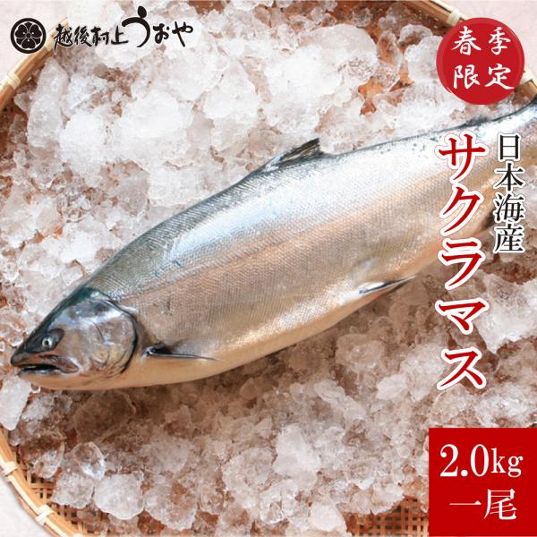 サクラマス1尾(2.0kg)※入荷量が非常に少なく、ご希望日にお届けできない場合がございます。その際は変更のご連絡をさせていただく場合がございます。またご指定日のない方も入荷次第、お電話でご連絡をしてその日に出荷させていただく可能性がござい...