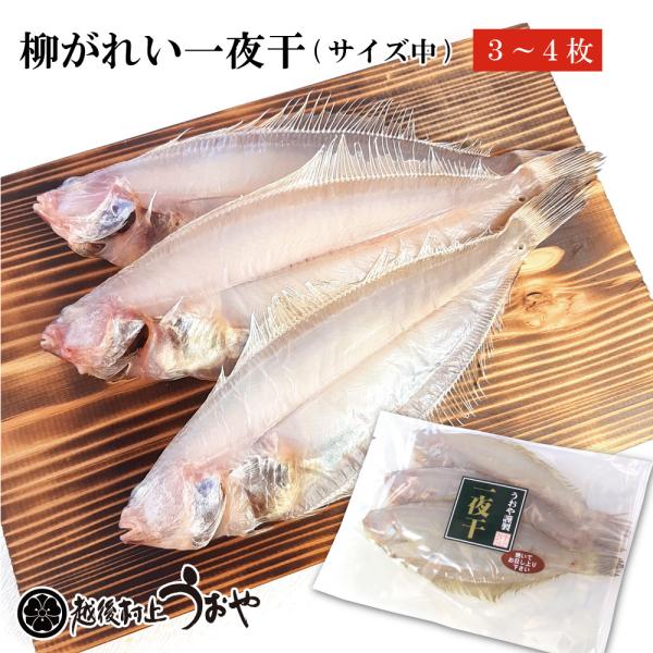 柳鰈の一夜干（中サイズ 3〜4枚）引き締まった身にさらに脂がのる旬の新鮮な柳鰈を絶妙な塩加減で一夜干しにしました。頭から尻尾の全長は20cm位。あっさりした塩味が好まれ、リピーターが多い大変人気のある商品です。■原材料：柳かれい（国内産）、...