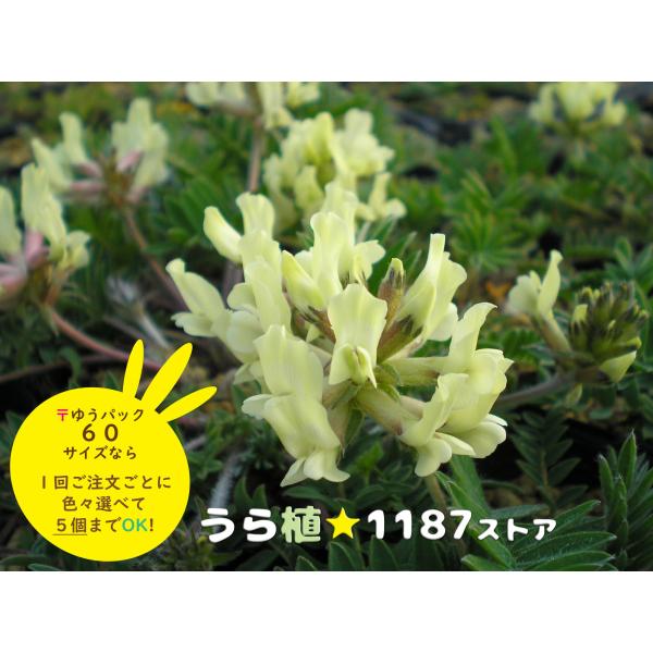 リシリ・ゲンゲ★只今準備中◇科名：マメ科◇開花時期：6月上旬〜◇草丈・成長丈：15ｃｍ〜
