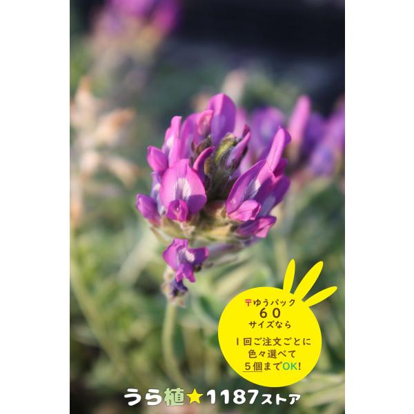 ゲンゲ★只今準備中☆樺太の地名から、礼文草と酷似◇科名：マメ科◇開花時期：６月上旬〜◇草丈・成長丈：15ｃｍ〜