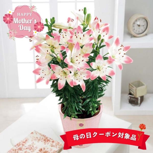 ◆商品説明[お届け開始日]2026/05/06[お届け終了日]2026/05/10[お申込み締切日]2026/05/03[宅配区分]常温[包装形態]包装なし[二重包装]不可[商品サイズ]商品：幅約16.5×高さ約45cm外装：約200×20...