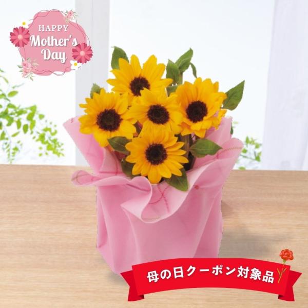 ◆商品説明[お届け期間]5/1　7:59までの注文で5/10までに発送、5/1　8:00以降の注文で5/11以降順次発送[お申込み締切日]2026/5/19[宅配区分]常温[包装形態]ボール箱入[二重包装]不可[メッセージカード]あり