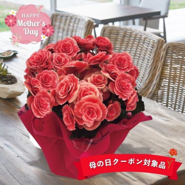 ◆商品説明[お届け期間]5/1　7:59までの注文で5/10までに発送、5/1　8:00以降の注文で5/11以降順次発送[お申込み締切日]2026/5/19[宅配区分]常温[包装形態]ボール箱入[二重包装]不可[メッセージカード]あり