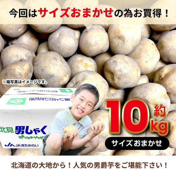 ◆商品説明[メーカー]楽彩[産地]北海道[品種]男しゃく[サイズ]お任せとなっております。[内容量]約10kg