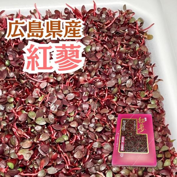 ◆商品説明[メーカー]丸進青果[産地]広島県[内容量]1パック[1パックサイズ]19×14cm