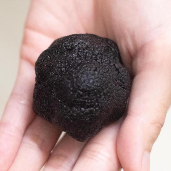 ◆商品説明[メーカー]Truffle Universe[サイズ]5〜6cm[内容量]約50〜90g[産地]ヒマラヤ産(中国産)[配送]冷凍