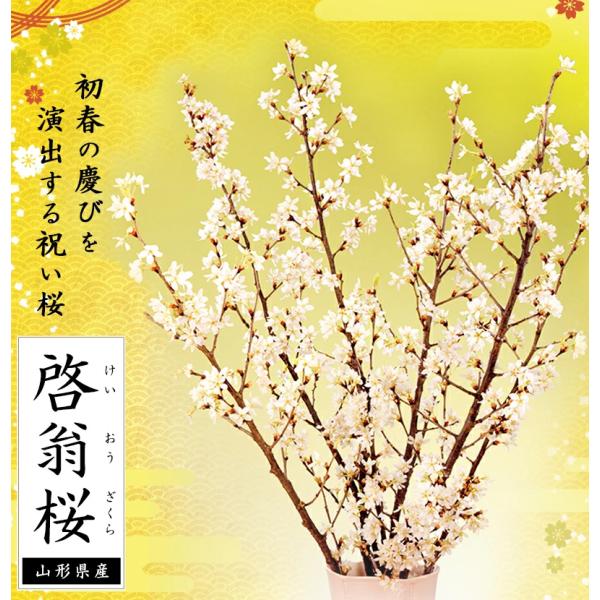 2027年新年を祝う。初春の慶びを演出する綺麗な祝い桜です。ご両親へのプレゼントにおすすめです！