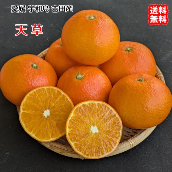 【発売日：2024年01月05日】愛媛県産！農地価格！農家から直送！みかんの里自慢のからだに優しい美味しいみかん！