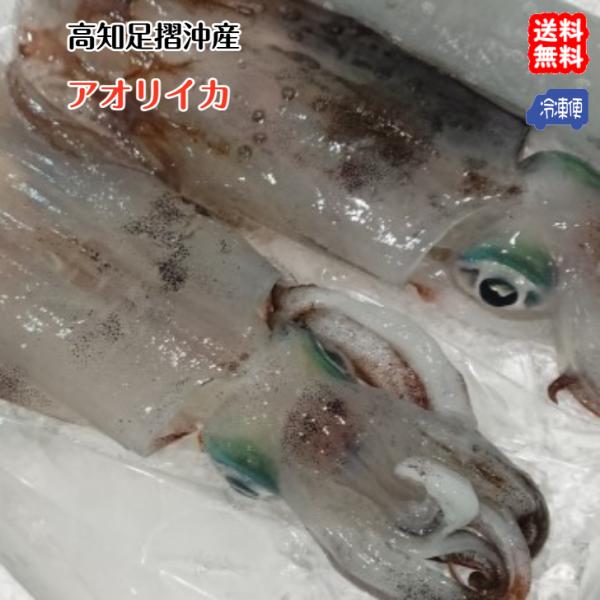 肉厚で旨味の濃いイカの王様です。イカは冷凍することにより柔らかくうまみが増します。